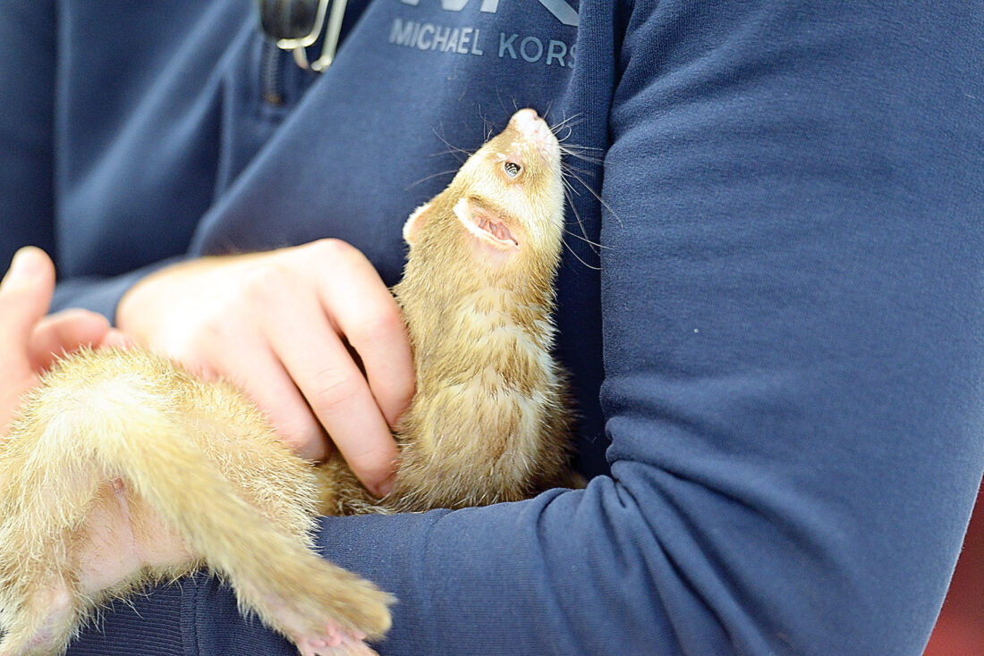 Celebrity critters: Altoona Area Public Library ferrets get ready for ...